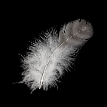 Lot # 910 : FORREST GUMP (1994) - Forrest Gump's (Tom Hanks) Floating ...