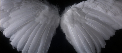 Severed Angel Wings | Prop Store - Ultimate Movie Collectables