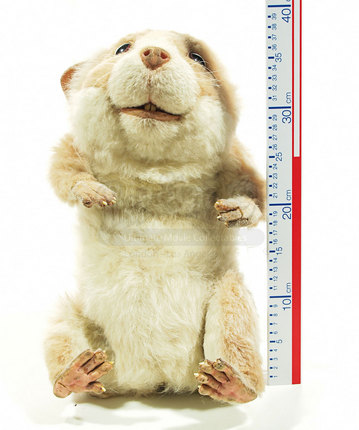 Static Hammy The Hamster Puppet | Prop Store - Ultimate Movie Collectables