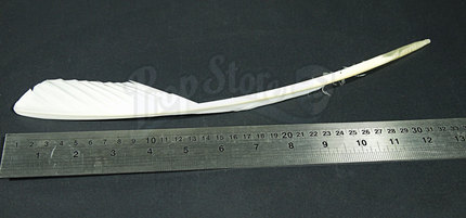 Prop White Quill | Prop Store - Ultimate Movie Collectables