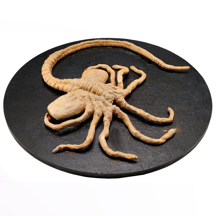 Lot # 13: ALIENS (1986) - Facehugger Puppet