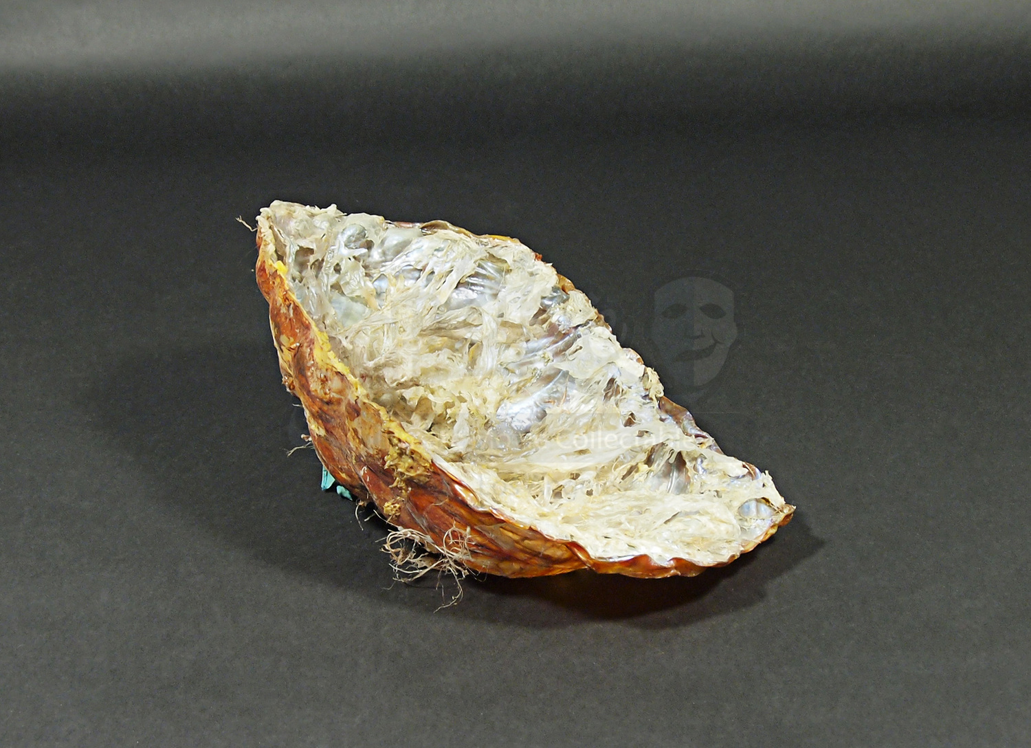 Creature Pod Piece | Prop Store - Ultimate Movie Collectables