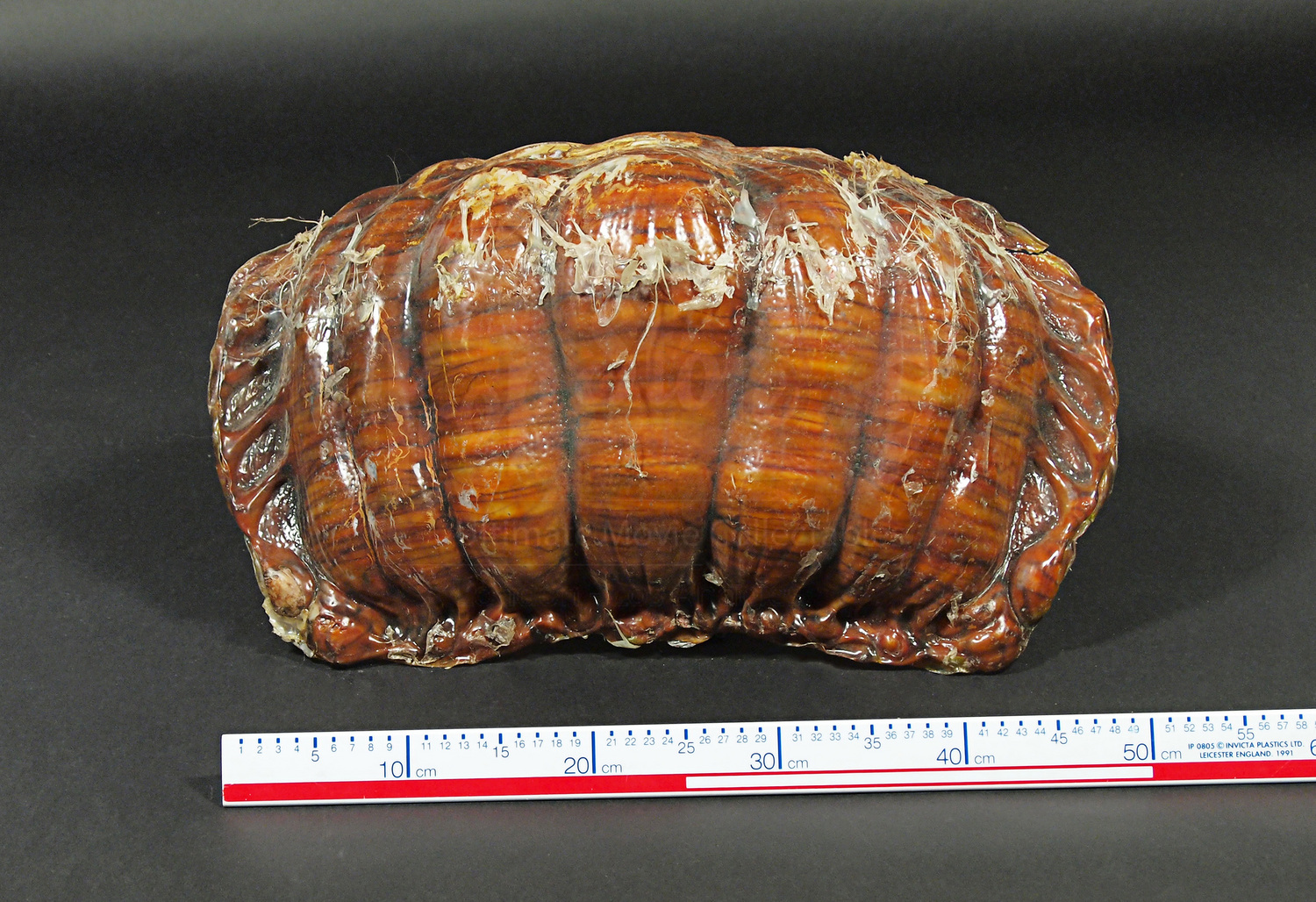 Creature Pod Piece | Prop Store - Ultimate Movie Collectables