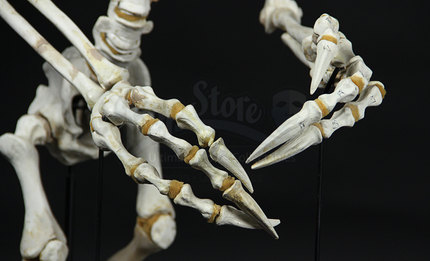 Full-Size Gremlin Skeleton | Prop Store - Ultimate Movie Collectables