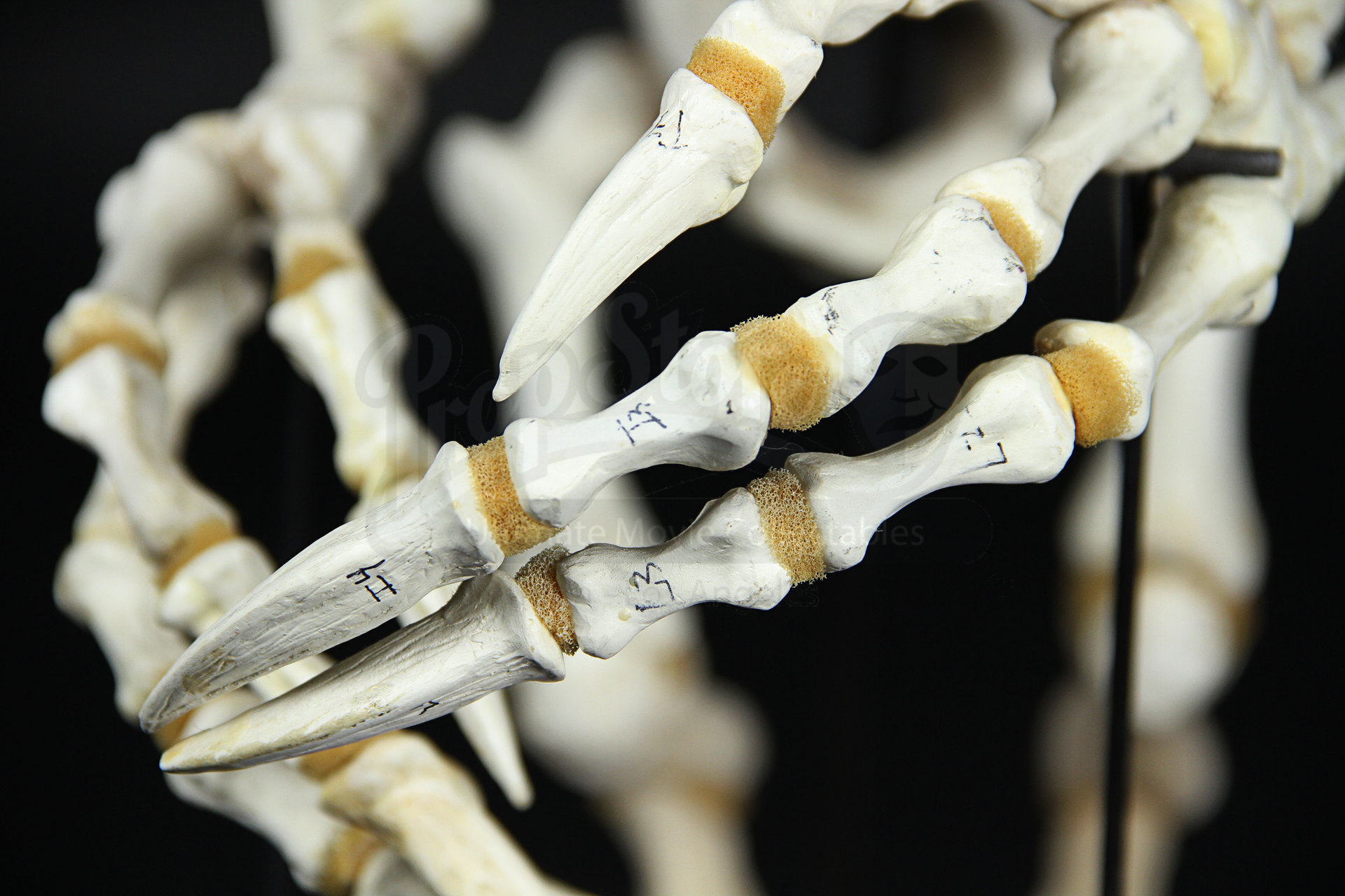 Full-Size Gremlin Skeleton | Prop Store - Ultimate Movie Collectables