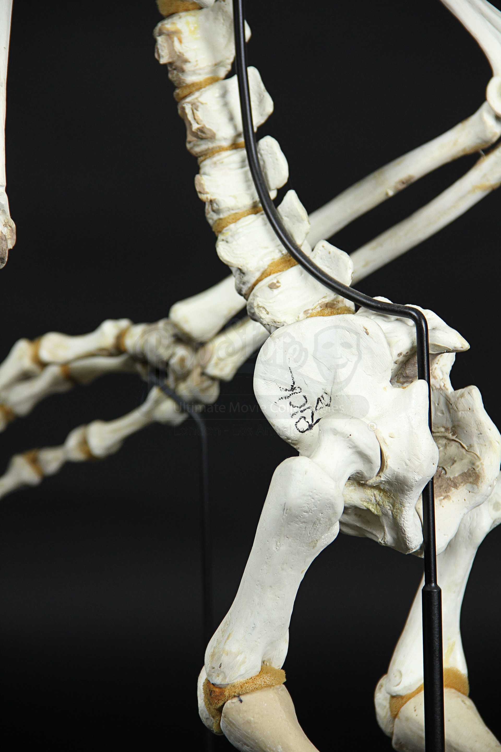 Full-Size Gremlin Skeleton | Prop Store - Ultimate Movie Collectables