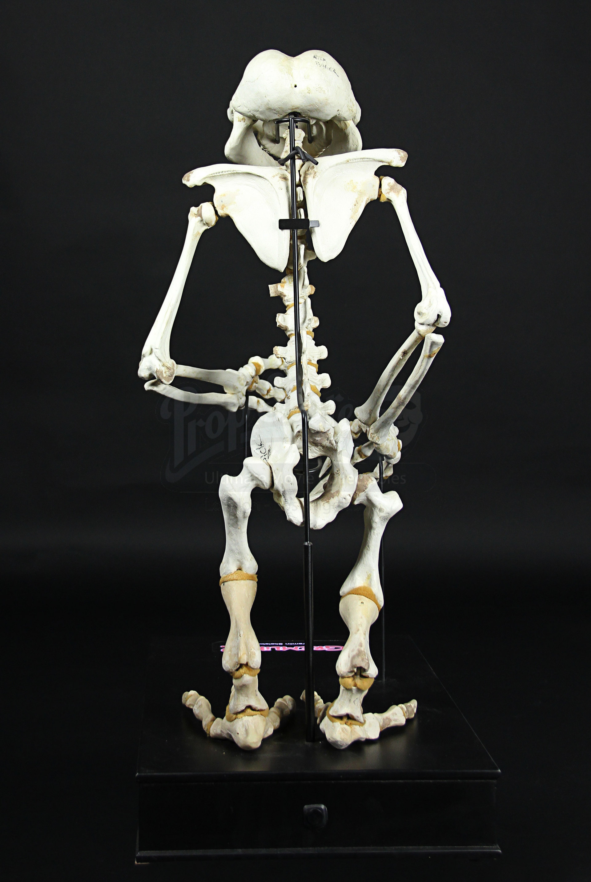 Full-Size Gremlin Skeleton | Prop Store - Ultimate Movie Collectables