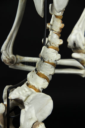 Full-Size Gremlin Skeleton | Prop Store - Ultimate Movie Collectables