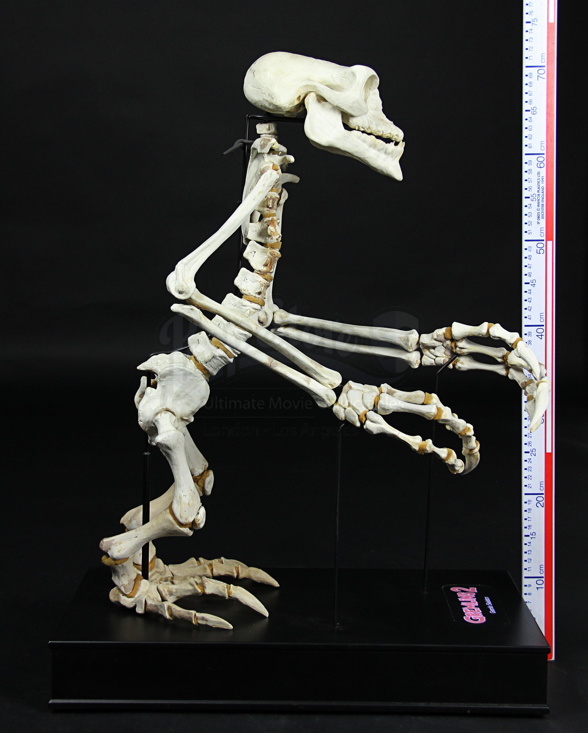 Full-Size Gremlin Skeleton | Prop Store - Ultimate Movie Collectables