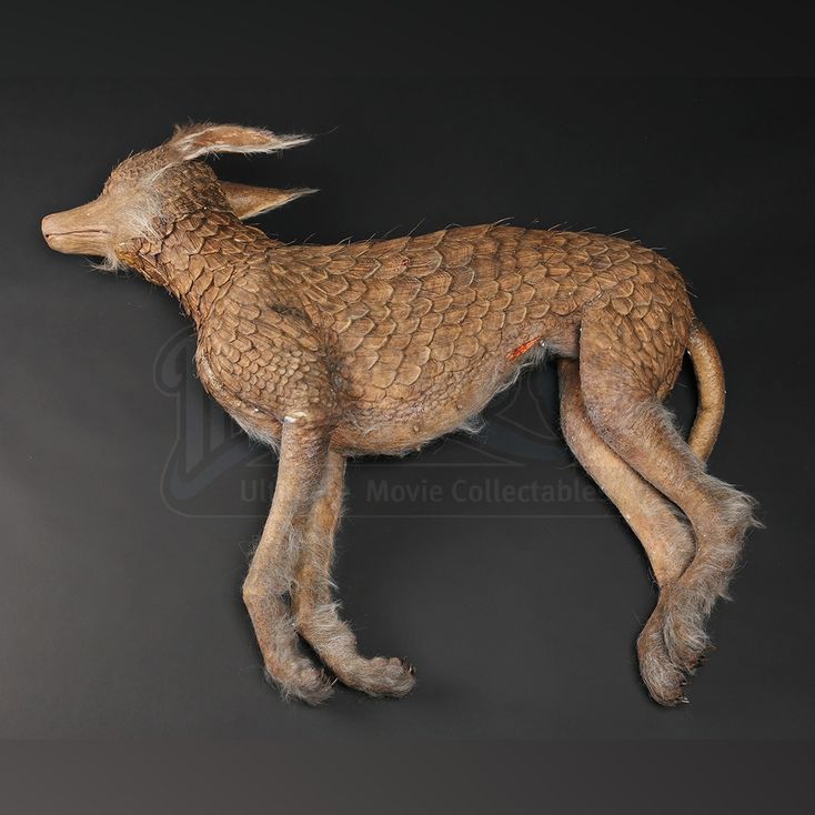 Scaled Dog | NOAH (2014)