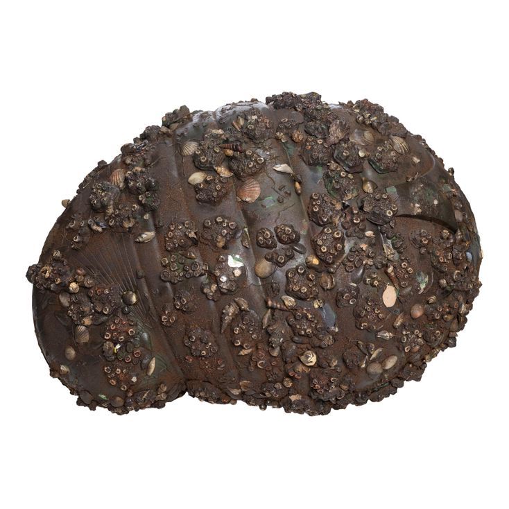 82. Planet Hollywood Collection: Full-Size Cocoon ### COCOON (1985)