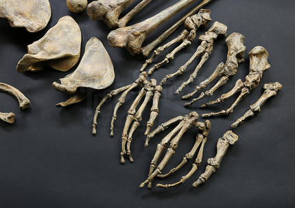 Guardian Skeleton | Prop Store - Ultimate Movie Collectables