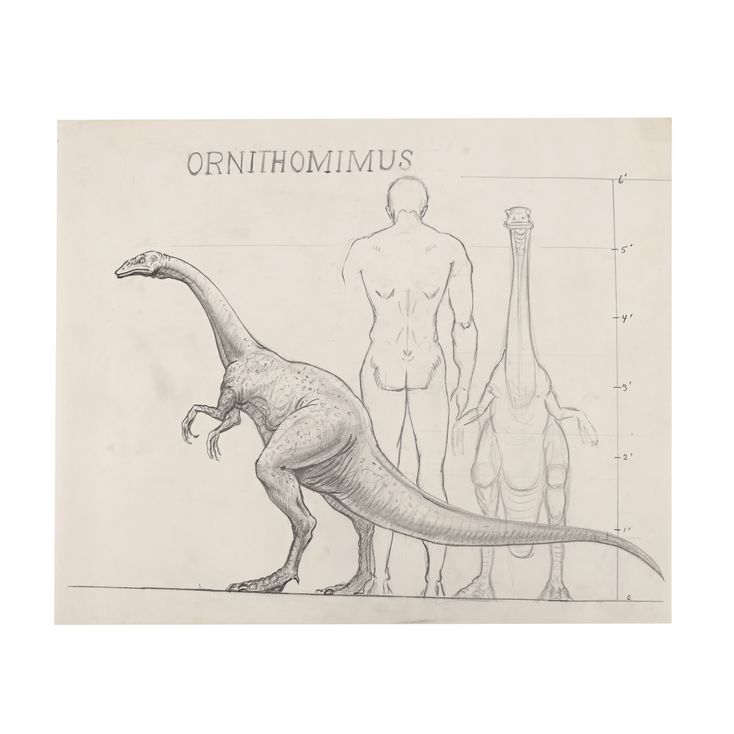 699. Hand-drawn Ray Harryhausen Ornithomimus Scale Comparison Drawing ...