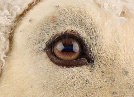 Sheep Head Mask | Prop Store - Ultimate Movie Collectables