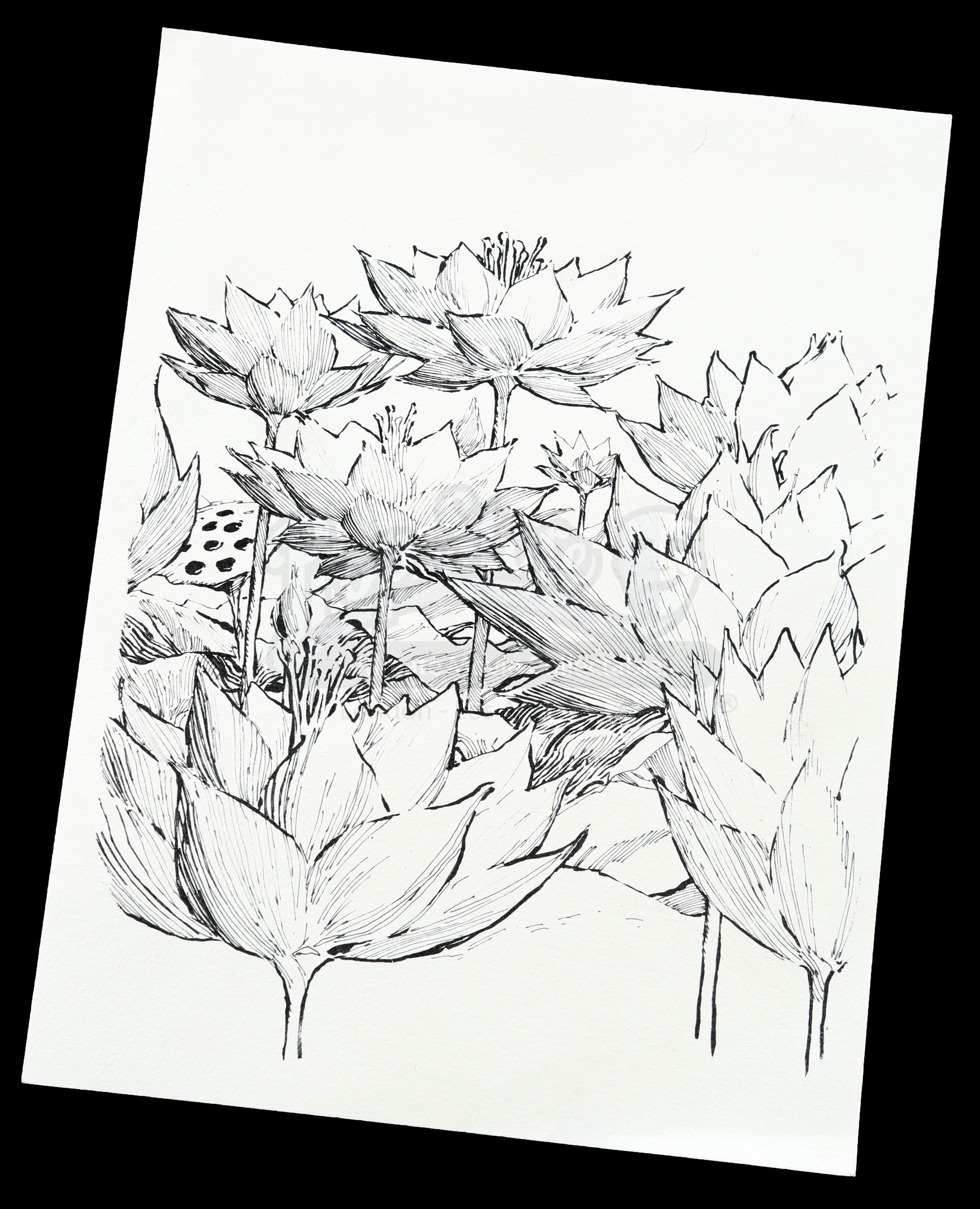 Lot # 834: Mary Walker's Flower Drawing