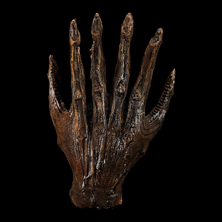 Alien Creature Hand | ALIEN (1979)