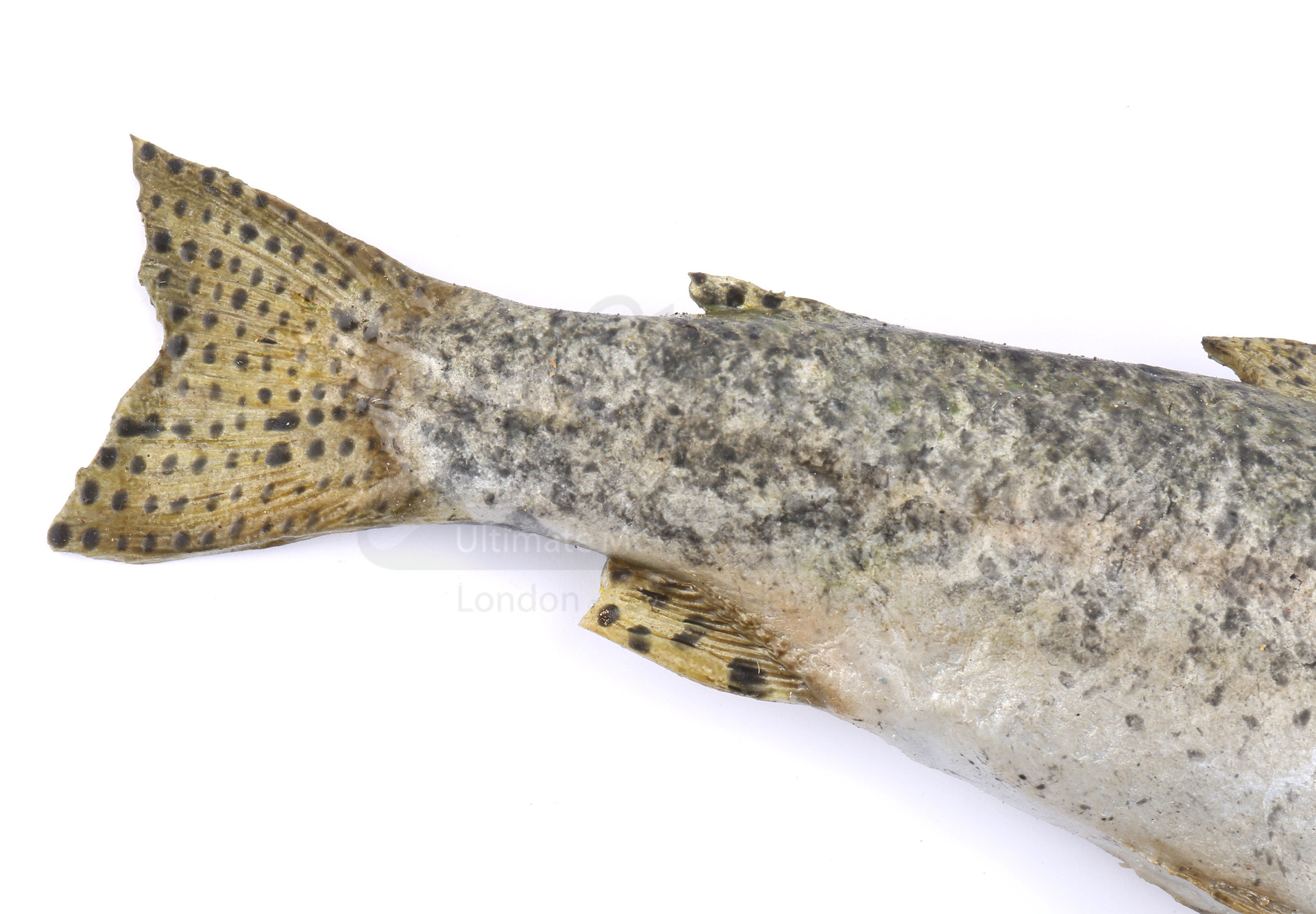 S3E01 Maquis Three Will Bowman Fish | Prop Store - Ultimate Movie ...