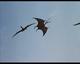 Special Effects Pterodactyl | Prop Store - Ultimate Movie Collectables