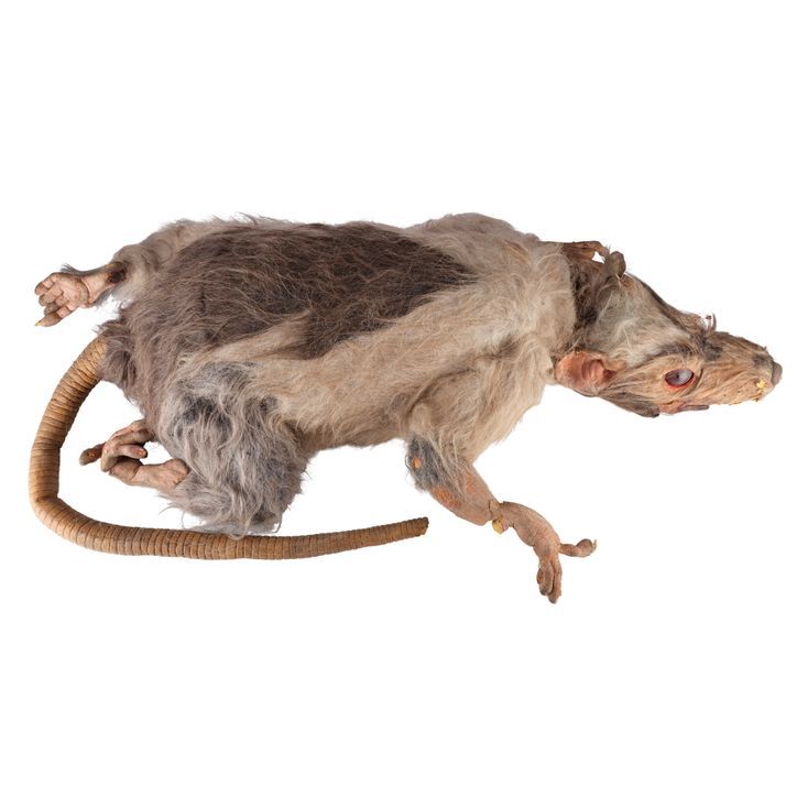 400. Oversized Graveyard Rat Puppet ### TRILOGY OF TERROR II (1996)