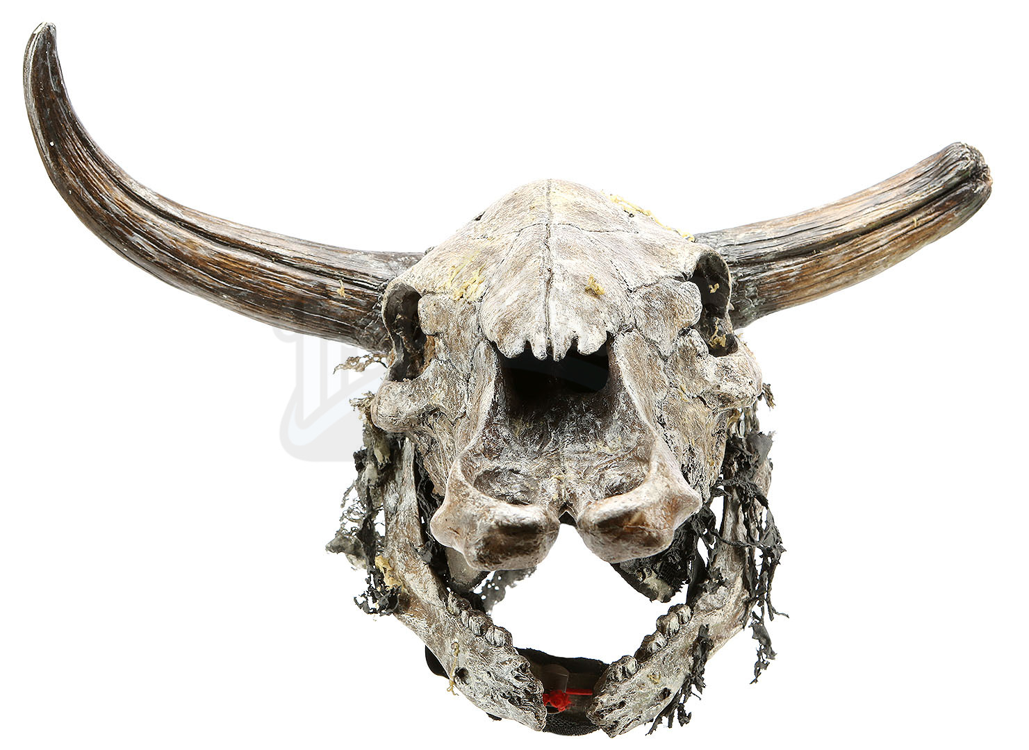 Minotaur Skull with Half Horn | Prop Store - Ultimate Movie Collectables