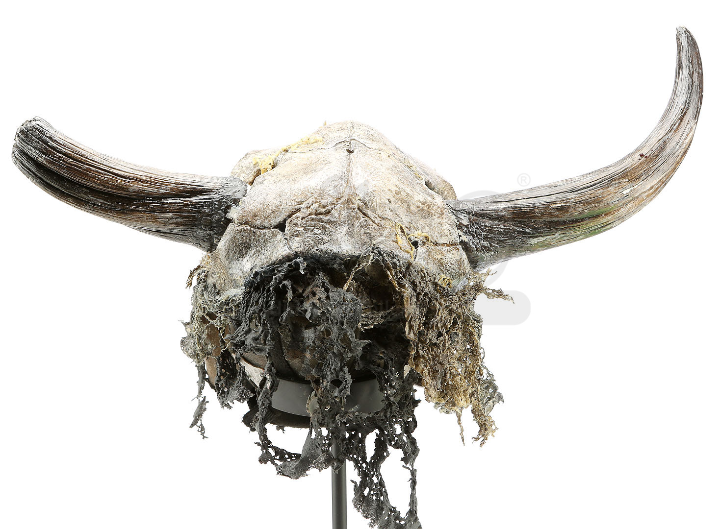 Minotaur Skull with Half Horn | Prop Store - Ultimate Movie Collectables