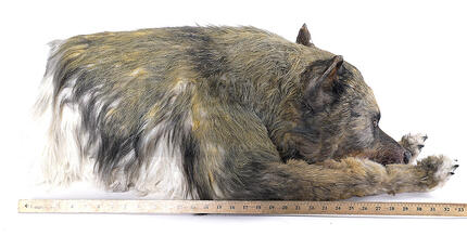 Maugrim Wolf Puppet | Prop Store - Ultimate Movie Collectables