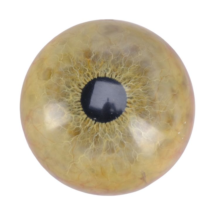 Lot # 175: JURASSIC PARK (1993) - Tyrannosaurus Rex Eye