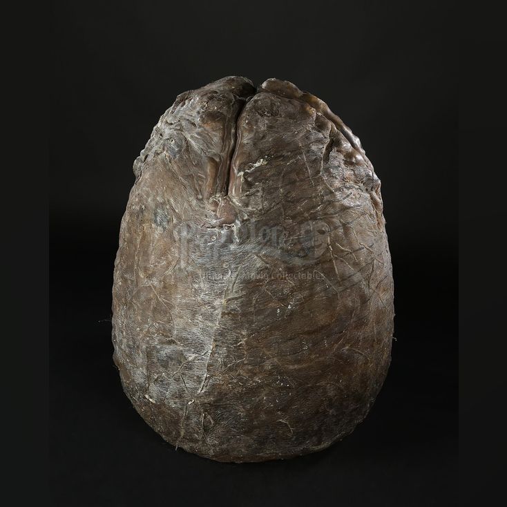 Xenomorph Egg | ALIENS (1986)