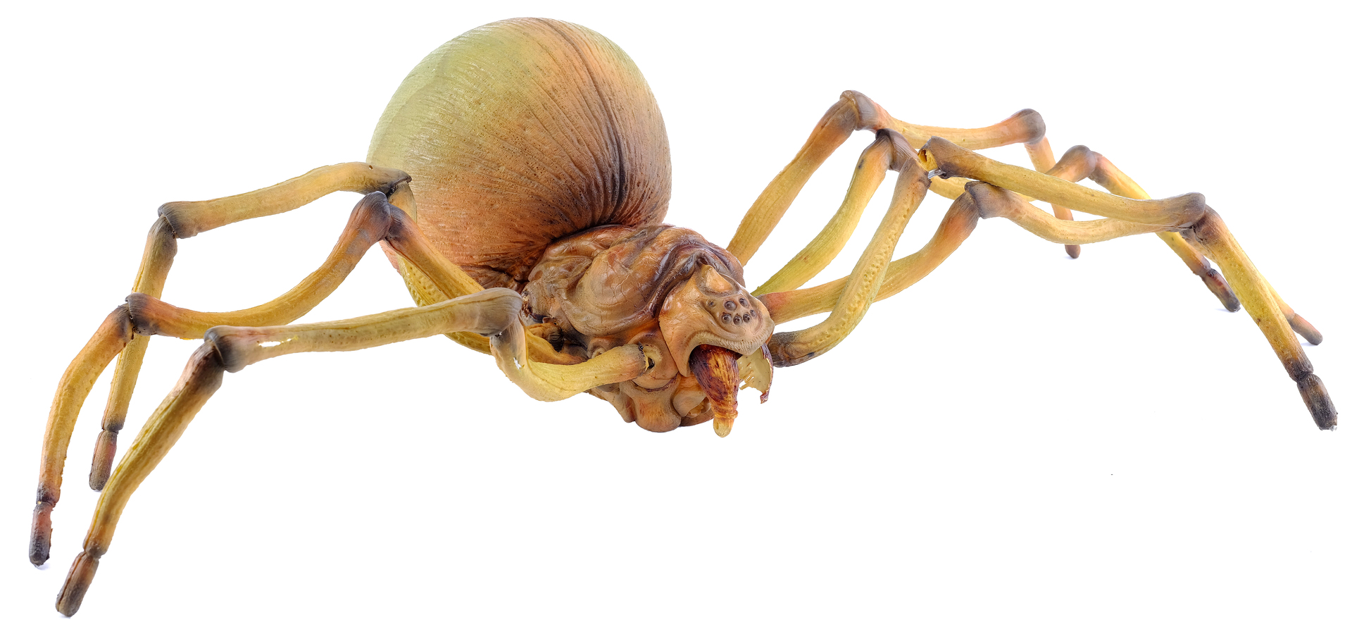 Lot # 878: Jumanji (1995) - Giant Stunt Spider