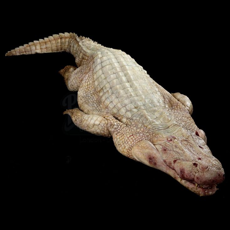 Lot 40 ANNIHILATION - Full Body Dead Albino Alligator | ANNIHILATION (2018)