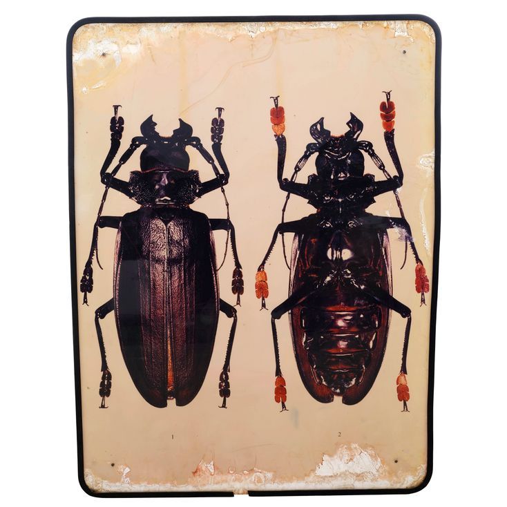 372. Pair of Production-Made Framed Buenos Aires Education Center Bug ...