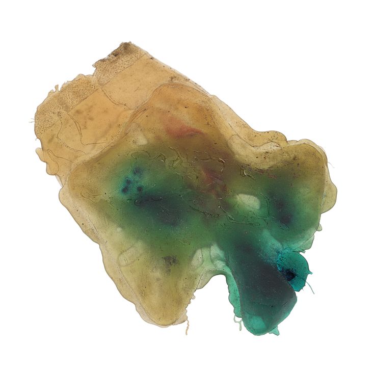 Lot 1307 - Flying Parasite | STAR TREK: THE ORIGINAL SERIES (1966-1969)