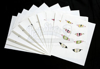 Full-Size Gremlin Skeleton | Prop Store - Ultimate Movie Collectables