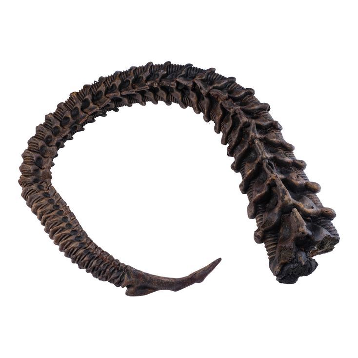 482. Xenomorph Warrior Suit Tail ### ALIENS (1986)