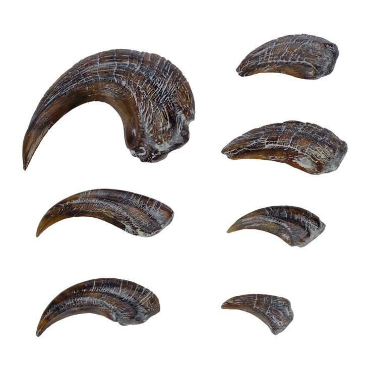 Lot #228: JURASSIC PARK (1993) - Set of Production-Made Velociraptor ...