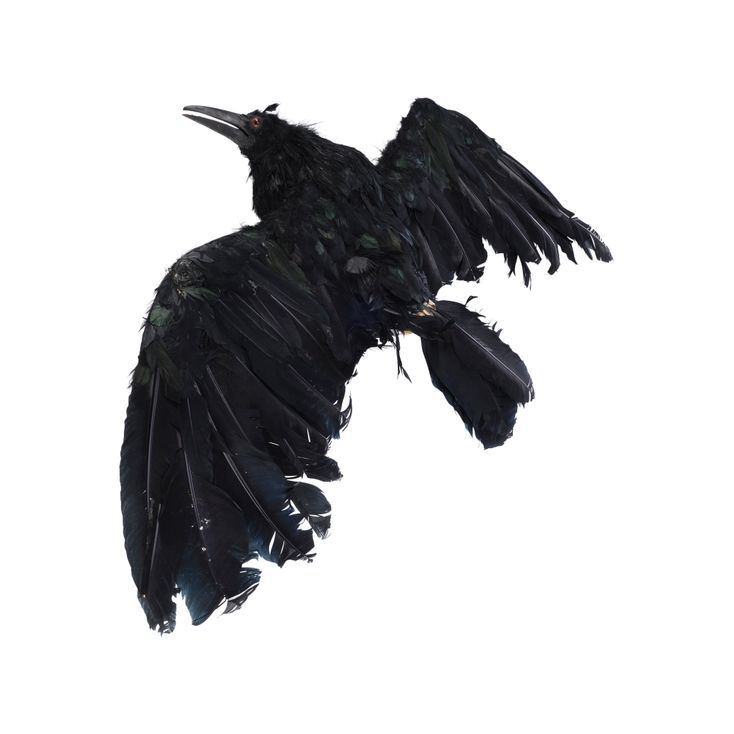 Lot # 80: THE CROW (1994) - Remote-Controlled Animatronic Crow Puppet