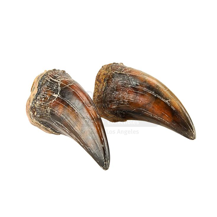 Pair of Tyrannosaurus Rex Claws | JURASSIC PARK (1993)
