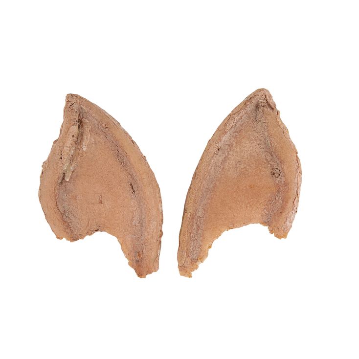 Spock (Leonard Nimoy) Prosthetic Vulcan Ear Tips | STAR TREK III: THE ...