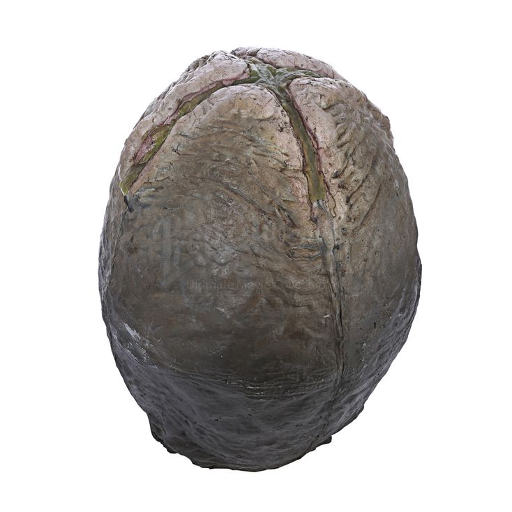 Replica Xenomorph Egg | ALIENS (1986)