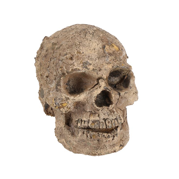 Small Skull | UNKNOWN PRODUCTION
