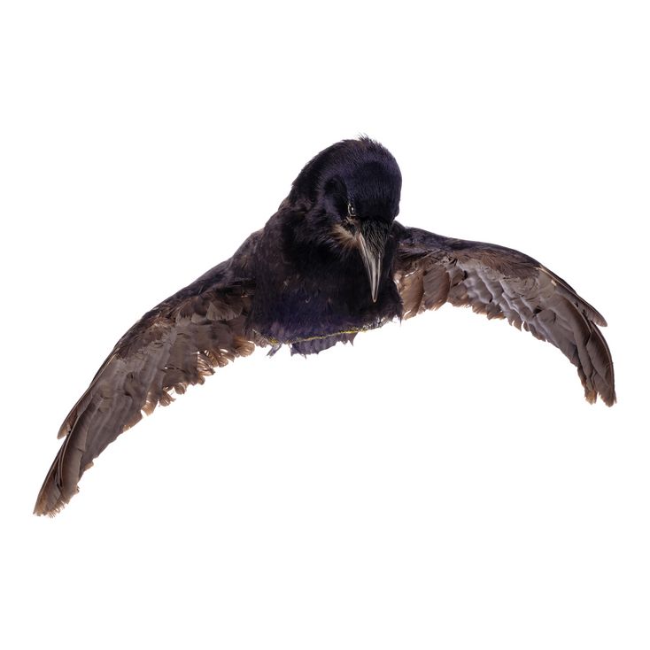 Lot 1366 - Tontos (Johnny Depp) Crow Headdress | LONE RANGER, THE (2013)