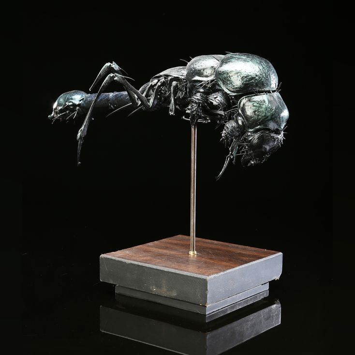 Spy Bug Maquette | STARSHIP TROOPERS 2: HERO OF THE FEDERATION (2004)