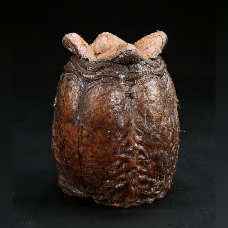 Xenomorph Alien Egg | AVP: ALIEN VS. PREDATOR (2004)