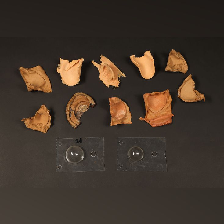 Stuart Freeborn Collection Ewok Prosthetic Components | STAR WARS ...