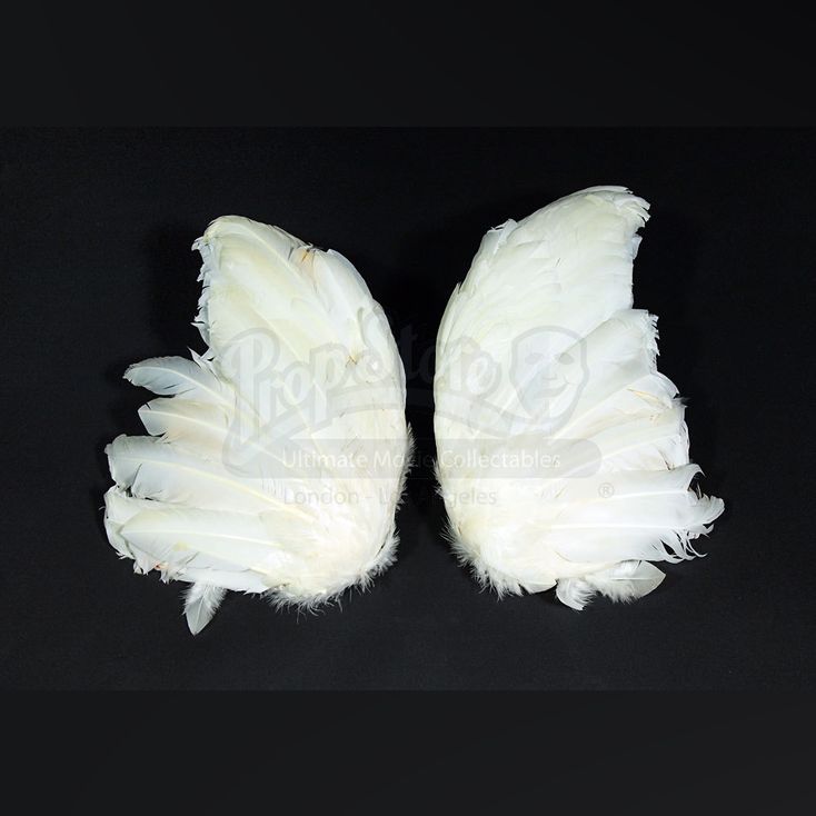 Severed Angel Wings | NORTHFORK (2003)