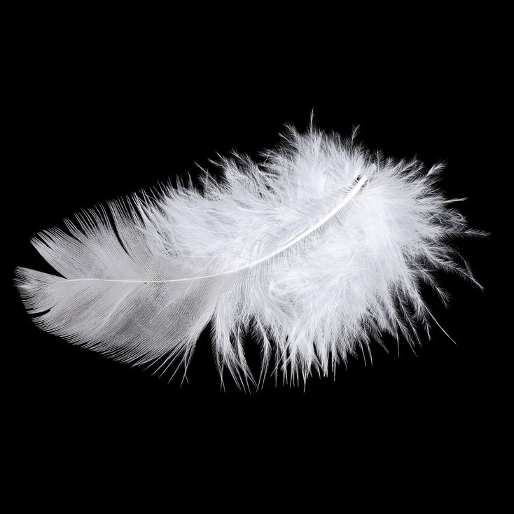 849. Forrest Gumps (Tom Hanks) Feather | FORREST GUMP (1994)