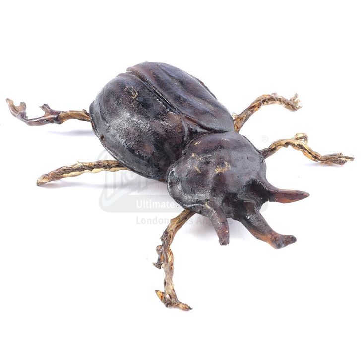 Pankot Palace Banquet Beetle | INDIANA JONES AND THE TEMPLE OF DOOM (1984)