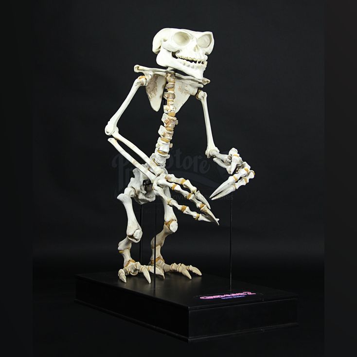 Full-Size Gremlin Skeleton | GREMLINS 2: THE NEW BATCH (1990)